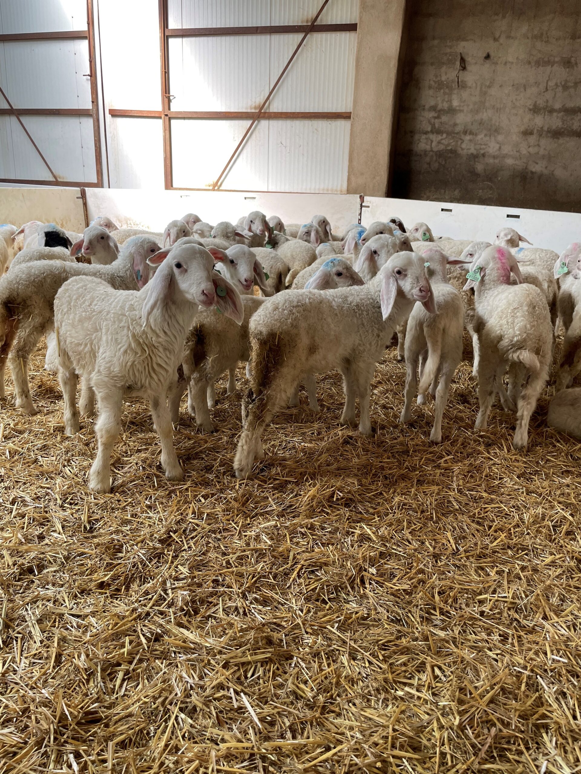 TechCare – large scale farm visits in Spain – TechCare Project